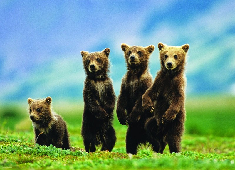 Eurographics (6000-0531) - "Bear Cubs Standing" - 1000 pieces puzzle